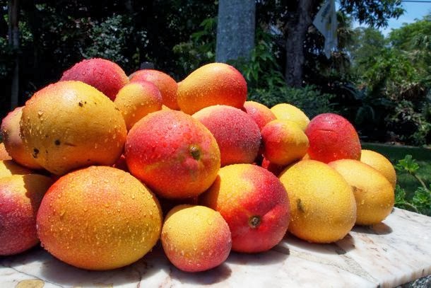 HOW TO GROW MANGO FROM SEED |The Garden of Eaden