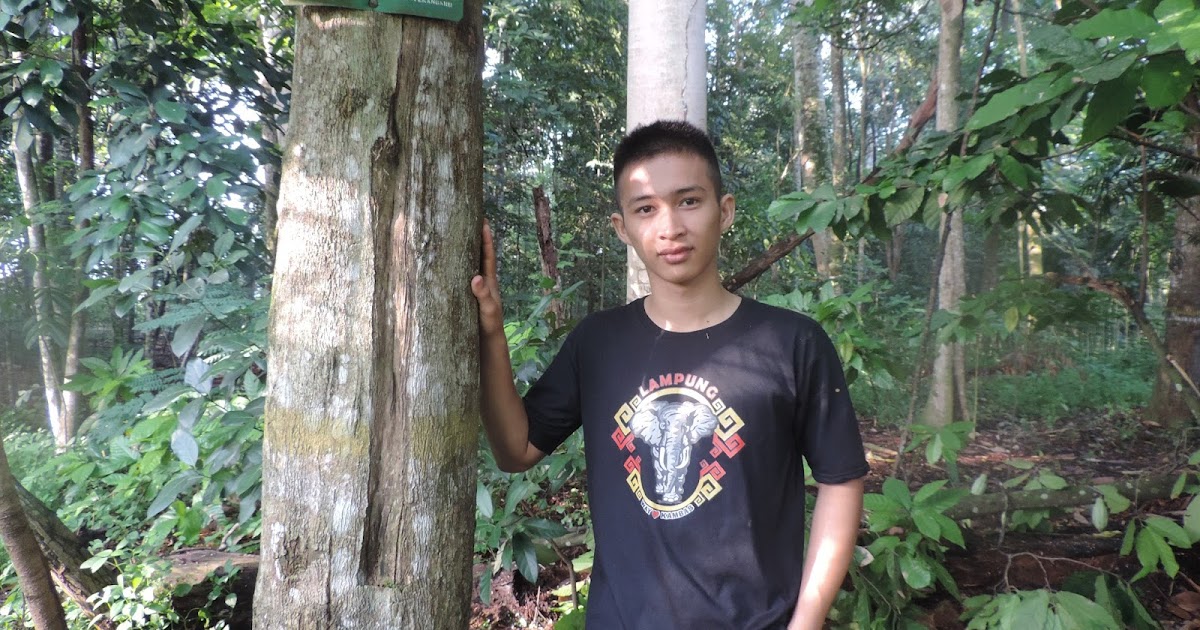 Gaharu Lampung: Gaharu dan Proses Inokulasi