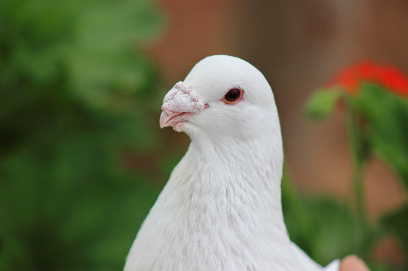 PALOMOS JIENENSES DE VUELO