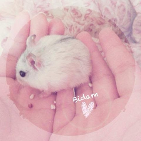 Allybellly: Bidam - Our Precious Pearl Winter White