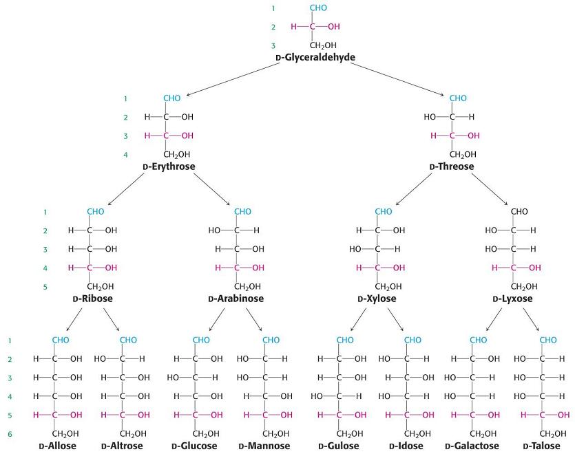 Bioquimica : Carbohidratos