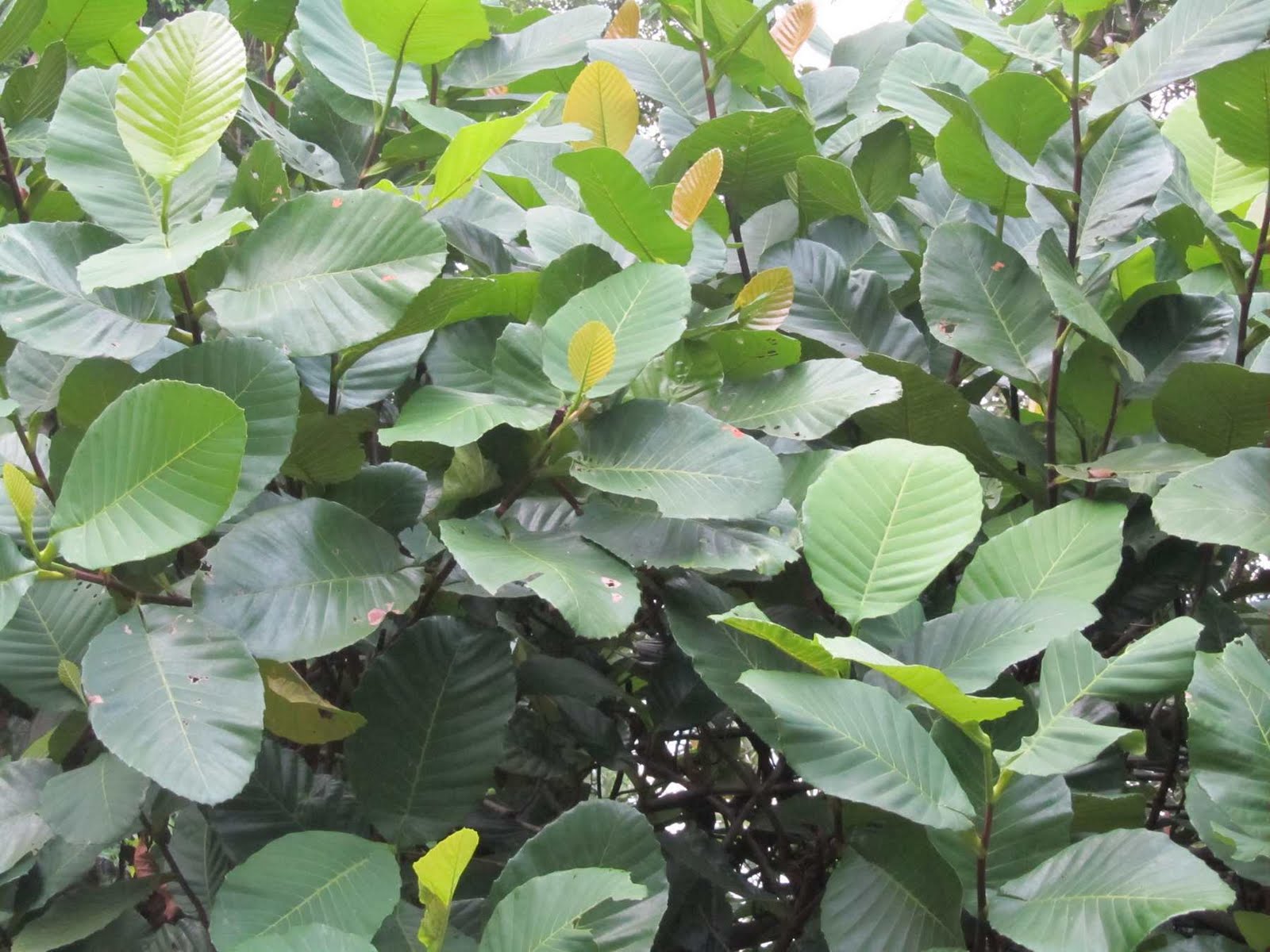 Life Sucks: CB Leave