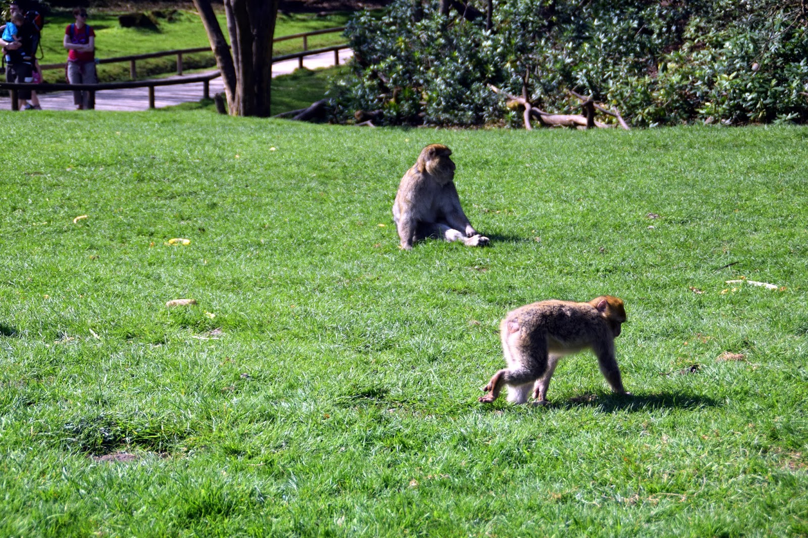 Enjoy your time with beautiful places: Trentham Monkey Forest - Walk ...