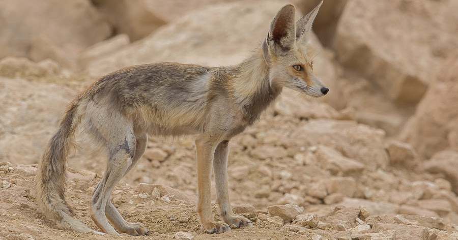Birds of Saudi Arabia: Arabian Red Fox - Dhahran