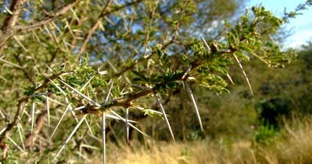 Zaqqum in the light of Quran -- A Scientific Study | Indian Muslim ...