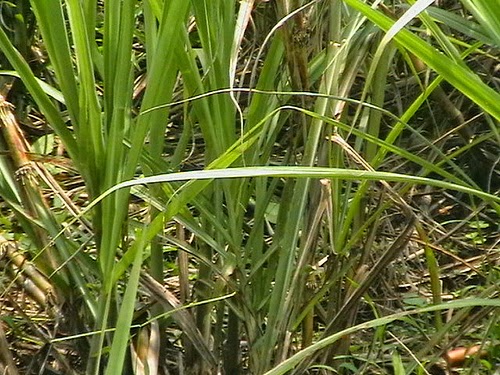 Turubuk makanan khas yang jarang ada di daerah lain - Media Pangkalan