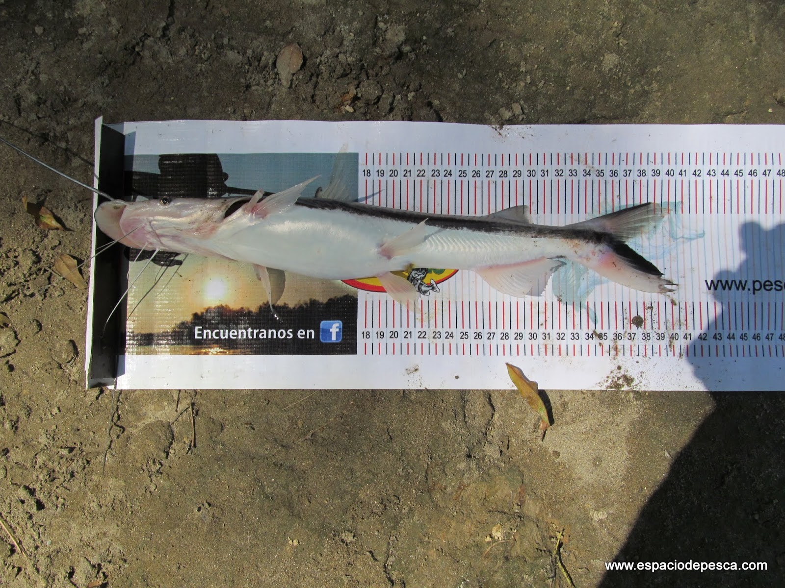 Espacio de Pesca: Pesca de Bagre Blanquillo (Sorubim cuspicaudus) en el ...