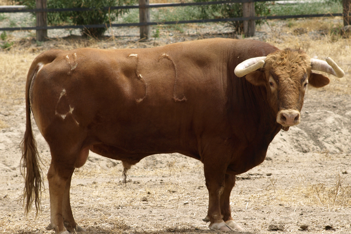 La Suerte Natural: Torrealta los toros andaluces para Salamanca