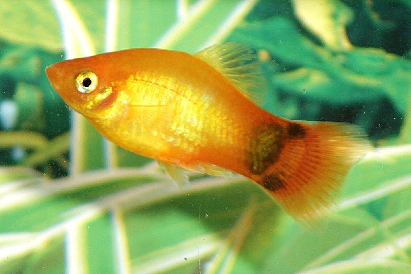 Jenis Ikan Platy Dilihat Dari Pola Warna Dan Bentuk Ekornya - Ikan Hias ... Jenis Ikan Platy Dilihat Dari Pola Warna Dan Bentuk Ekornya - Ikan Hias ...