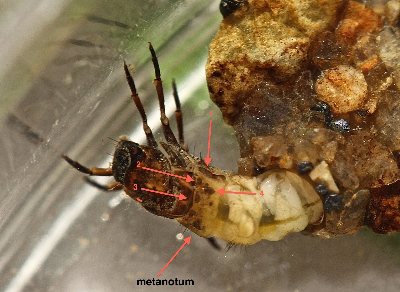 Aquatic Insects of Central Virginia: 2015