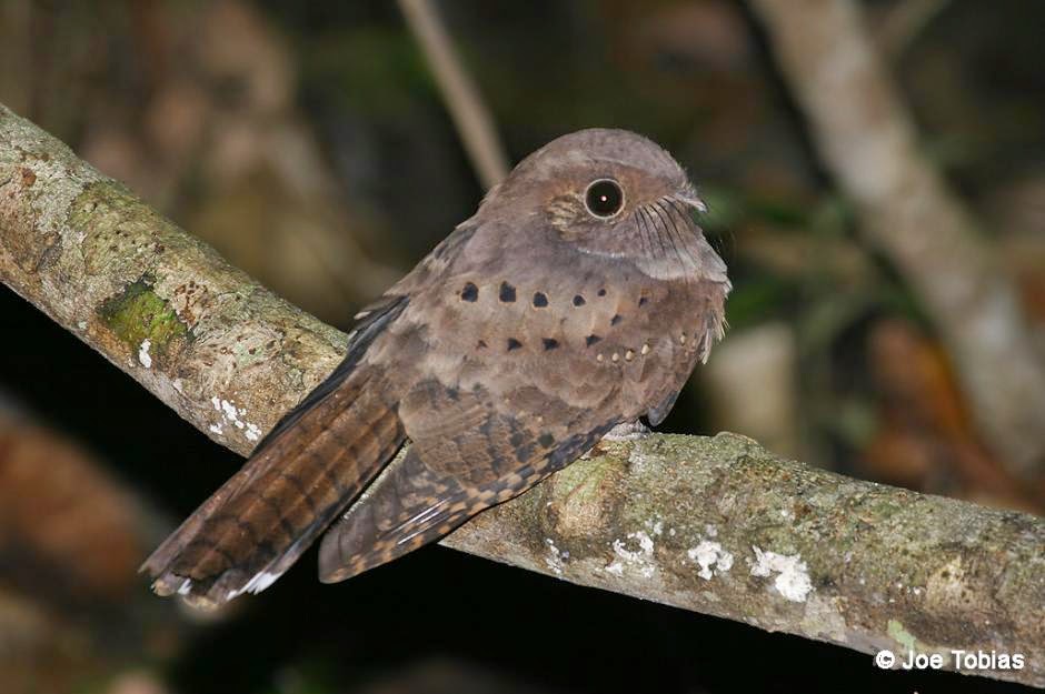 Argentina nativa: Atajacaminos ocelado (Nyctiphrynus ocellatus)