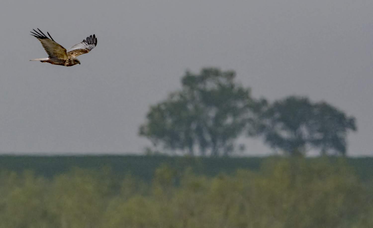 GeekTeacher's Birding Scrapbook: Kent Trip Day 4 - Stodmarsh NNR, Kent