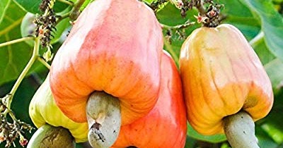 Cashew ~ Dom-Domty Medicine Store Gombe