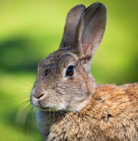 How To Handle Cannabis Predators and Pests - The 420 Shack