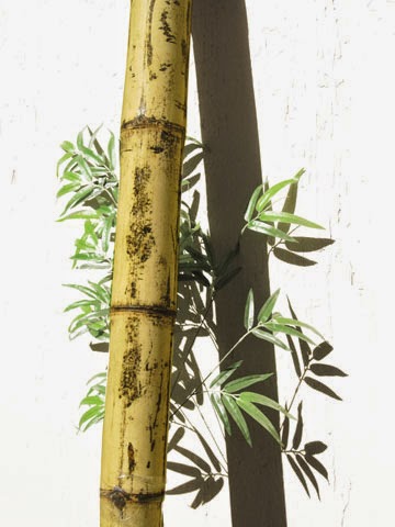 2''.dia Bamboo Poles 12(ft)-Real hard/Solid/Max Thick Wall|4''.dia ...