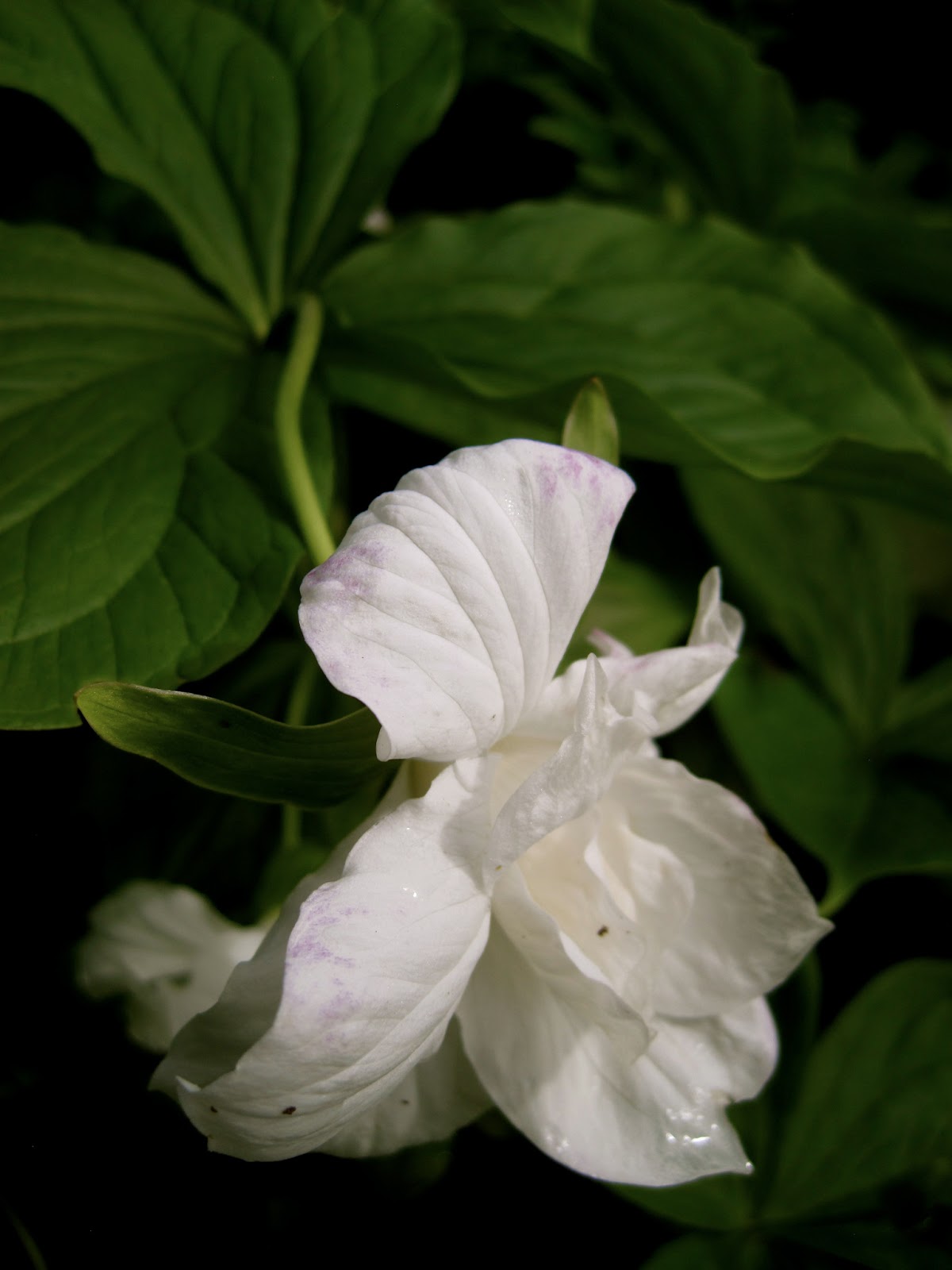Bonney Lassie: Far Reaches Farm