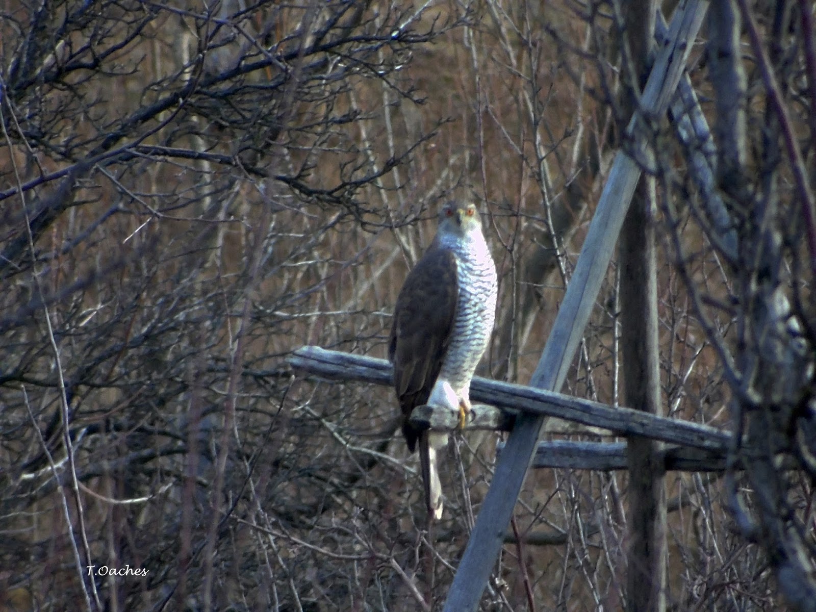 PASARI DIN ROMANIA: ULIU PORUMBAR (ULIUL GAINILOR), Accipiter gentilis