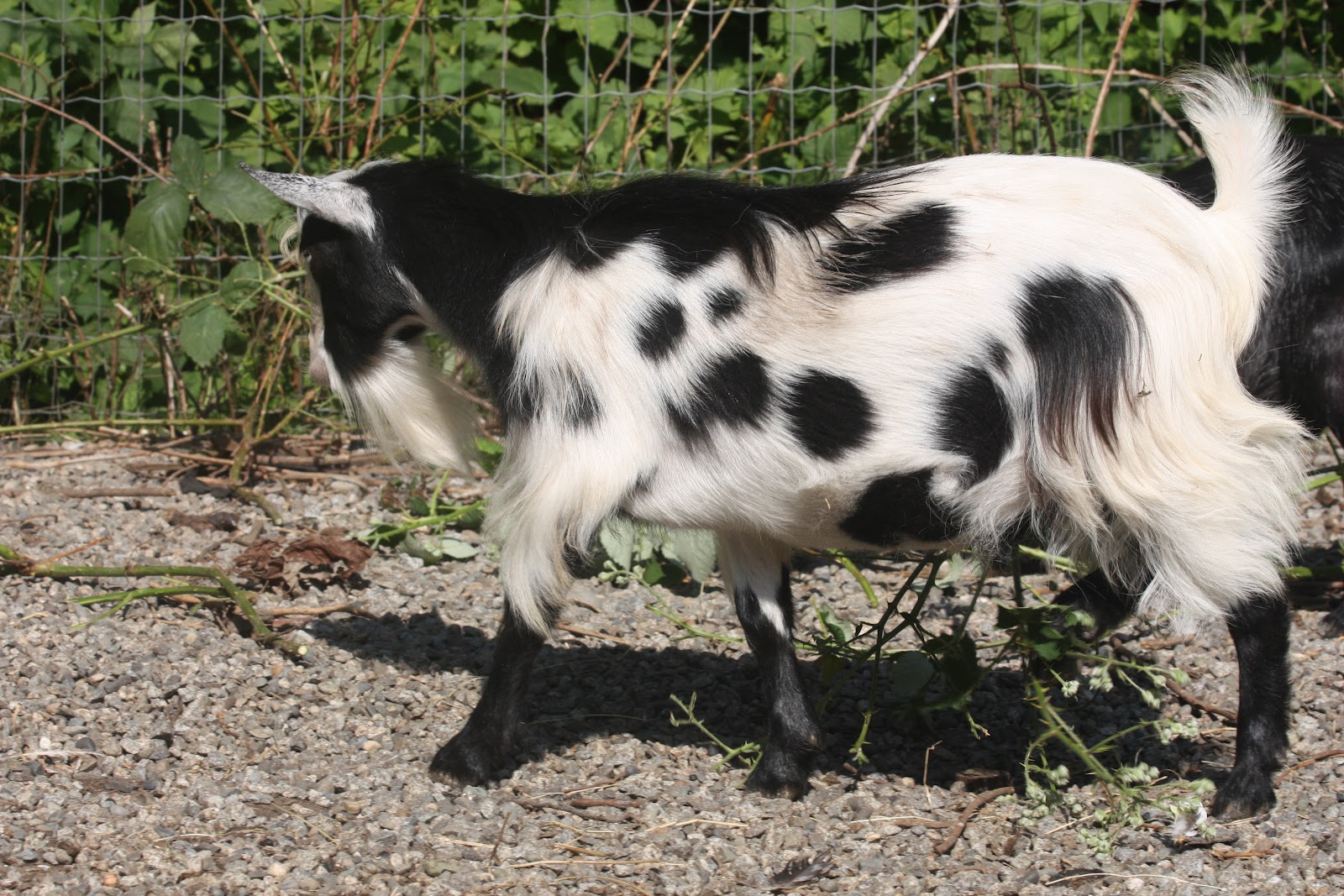 Cedar Green Farm: Nigerian Dwarf Goats