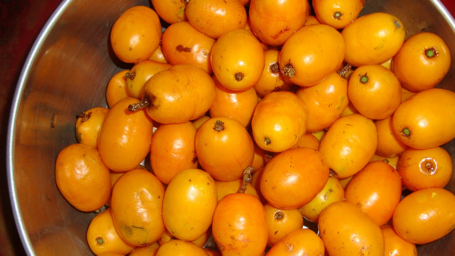 A História que a História não contou...Ou contou?? Rs!: Taperebá