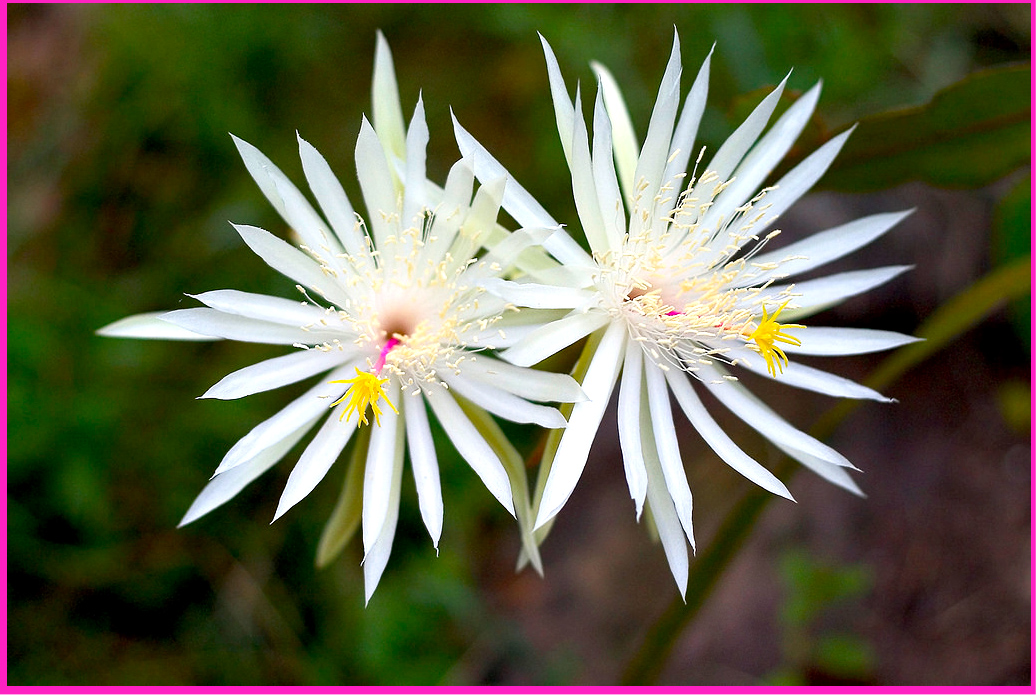 Haysmer Hawaii: Fauna and Flora ala PUNA!
