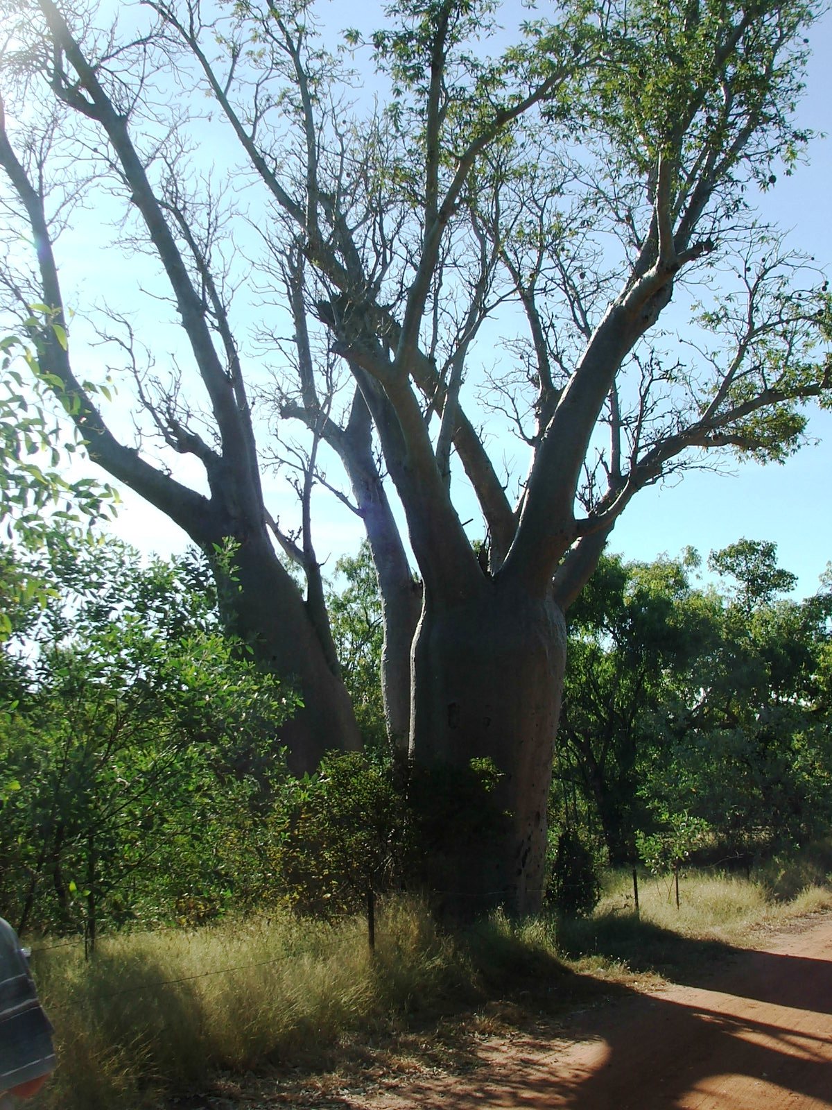 Postie and Sue: Boab Trees