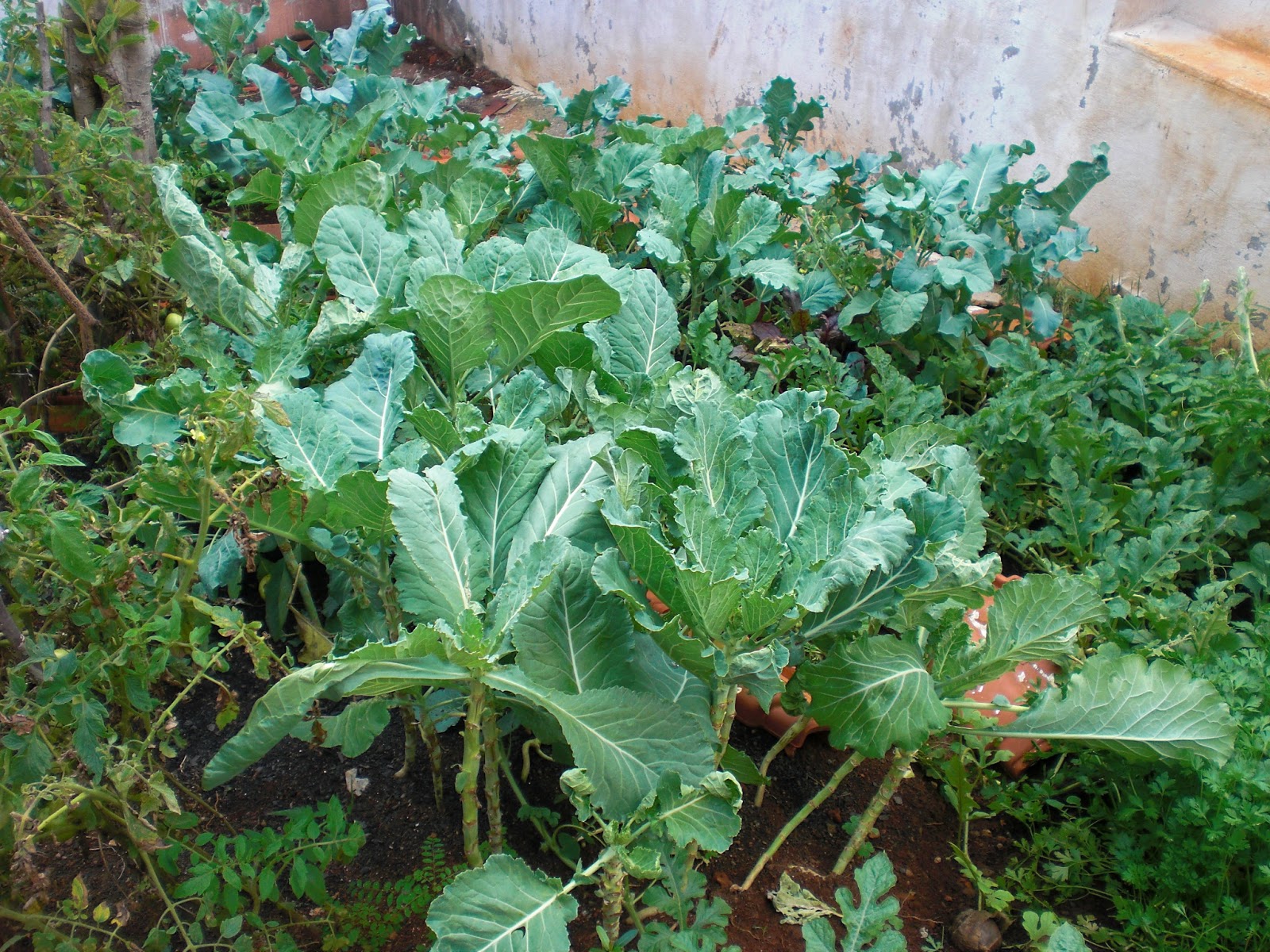 Livia Nascimento: Hortinha em casa!