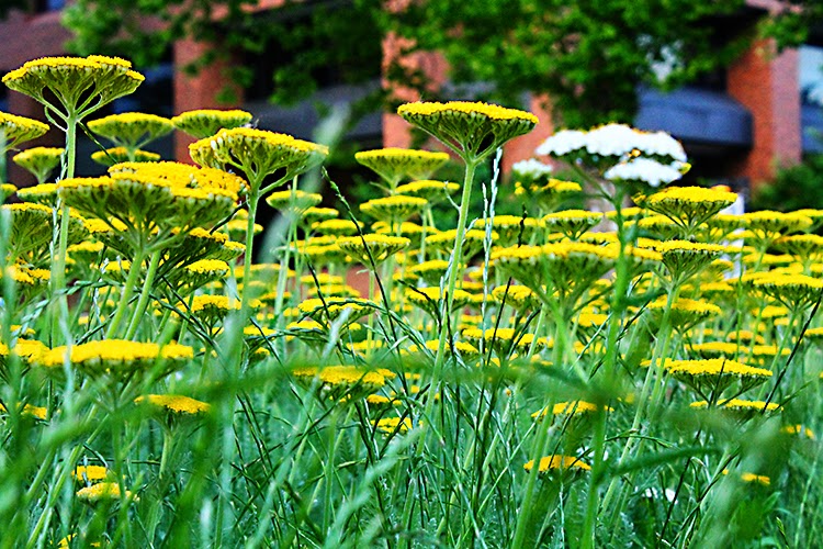 Wade Oval Photography and Surrounding Areas | Art Loves Company