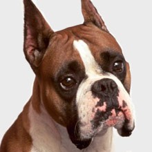 El perro Bóxer | Perros callejeros