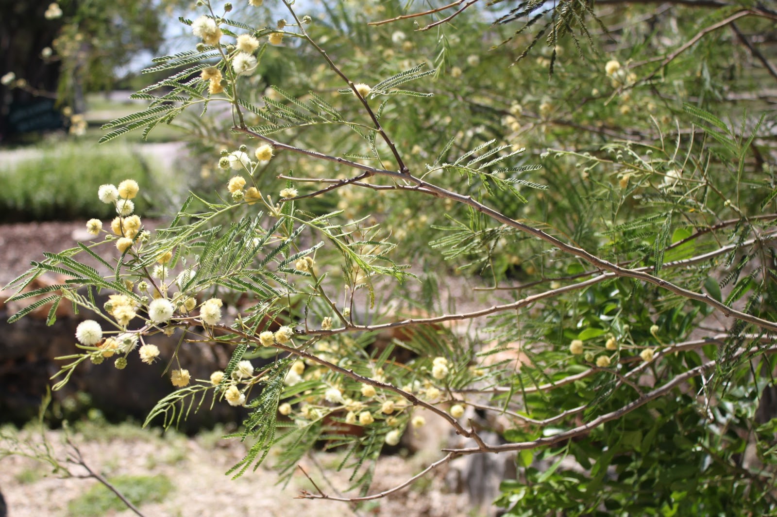 Rock-Oak-Deer: Nursery Visit: Hill Country Gardens