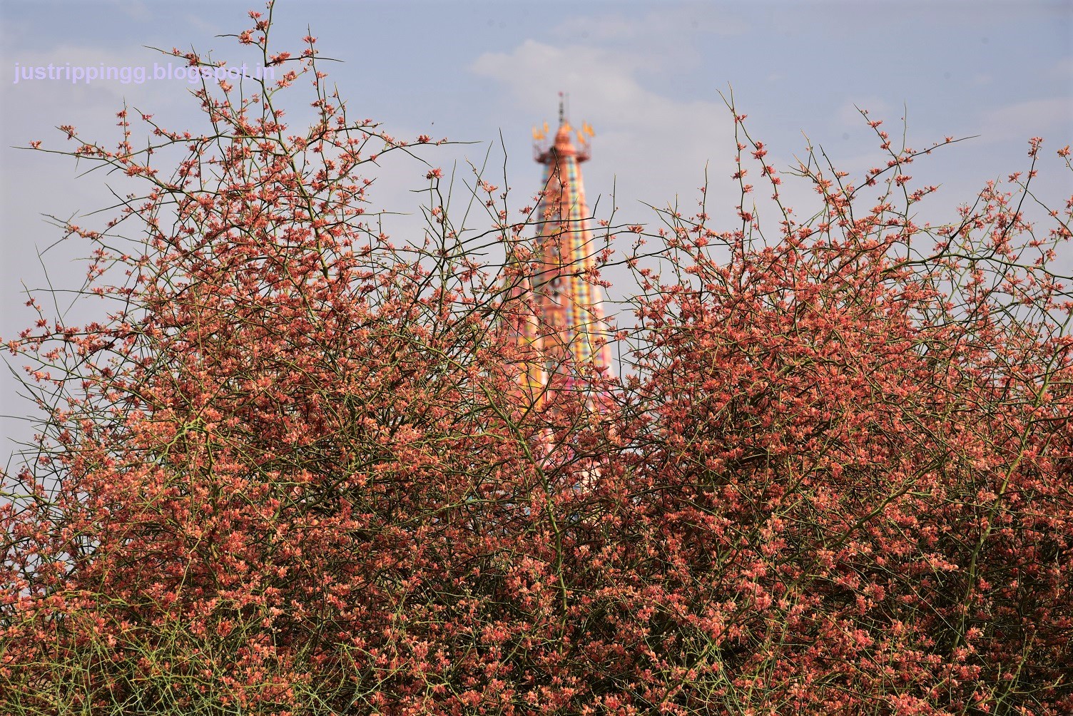 Just Tripping!: A View to the Starry Kareel