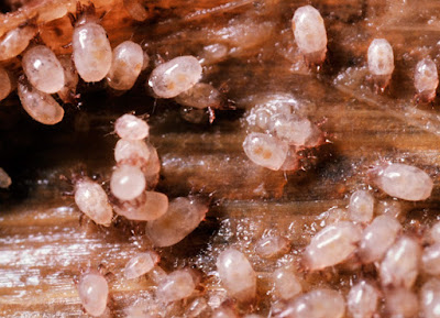 Variety of Life: Rhizoglyphini