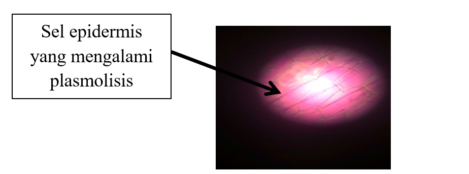 Best part of our life: Sharing! : Karakter Sel Tanaman Saat Proses Osmosis