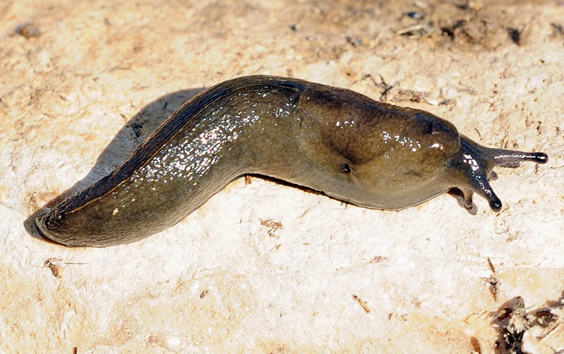 Mundo Natural Faluke: Milax gagates