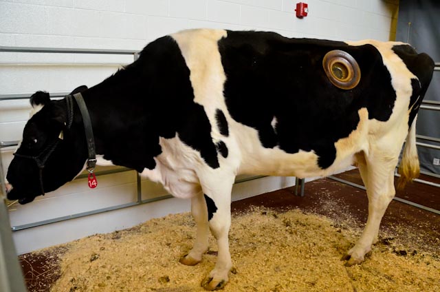 Henri's Adventure: College Royal