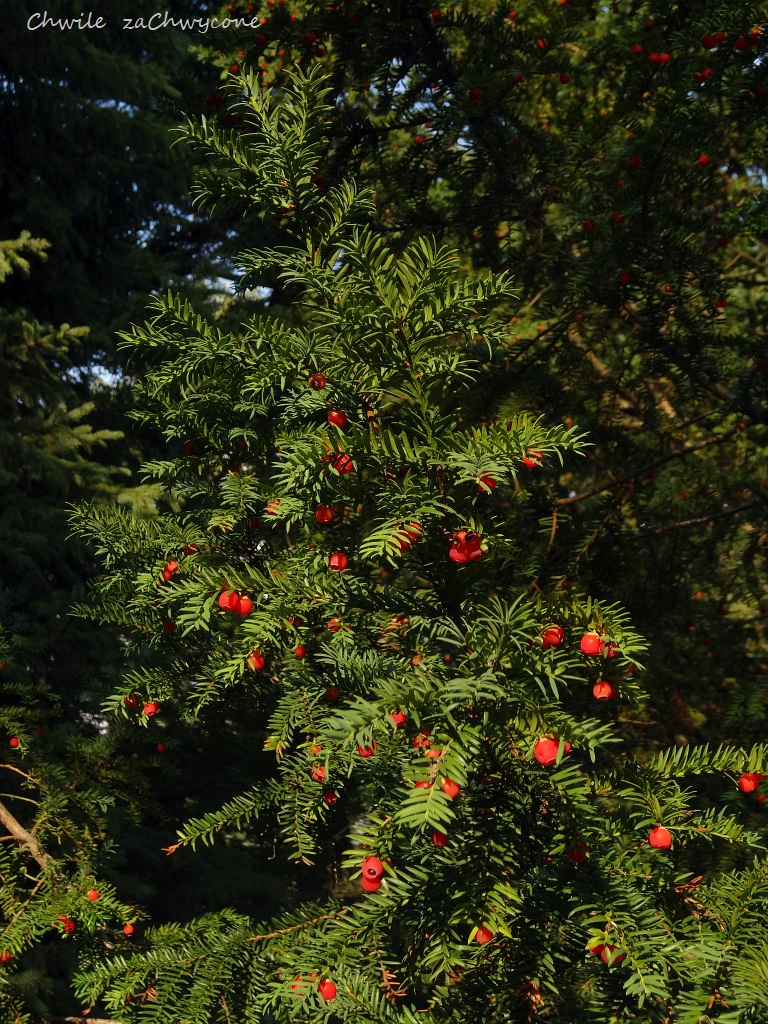 Chwile zaChwycone: Cis we wrześniu