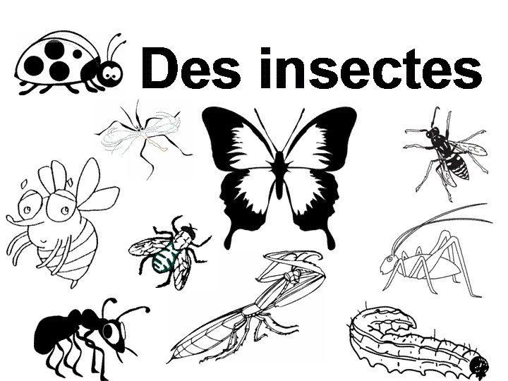 Maternelle: De 1 à 10 avec des insectes Livre à compter et à colorier,