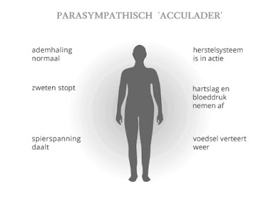 demasseur.nu: Autonome zenuwstelsel sympathicus parasympathicus