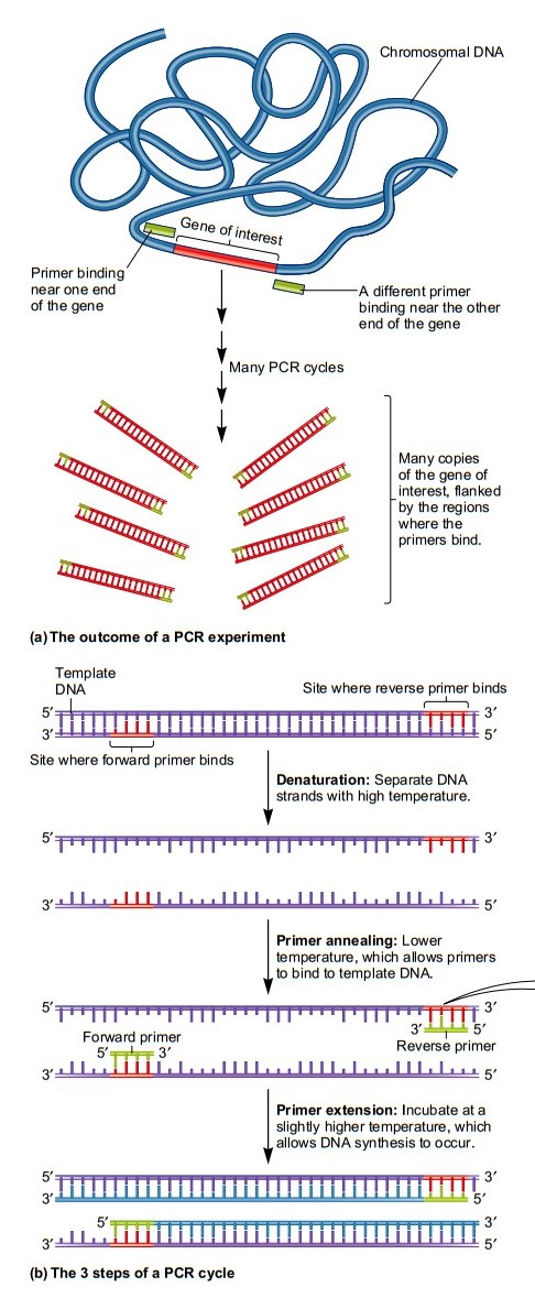 Principe , Technique et Application de la PCR | BioEduc