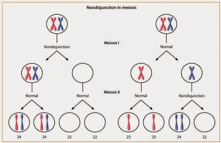 BIOLOGI GONZAGA: SYNDROME JACOBS - NON DISJUNCTION