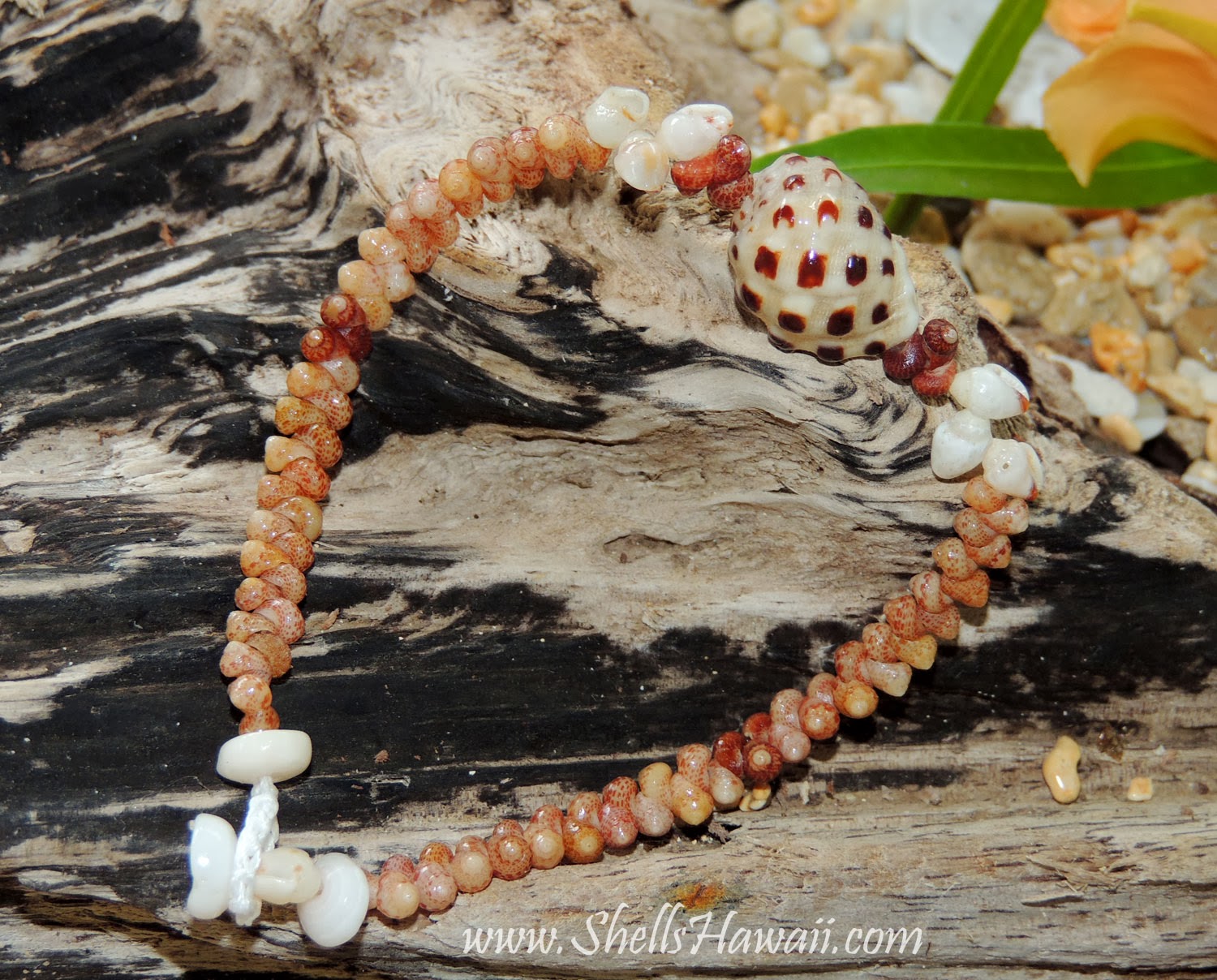 Kahelelani & Sunrise shell jewelry by.... Janjira: Kahelelani shell ...