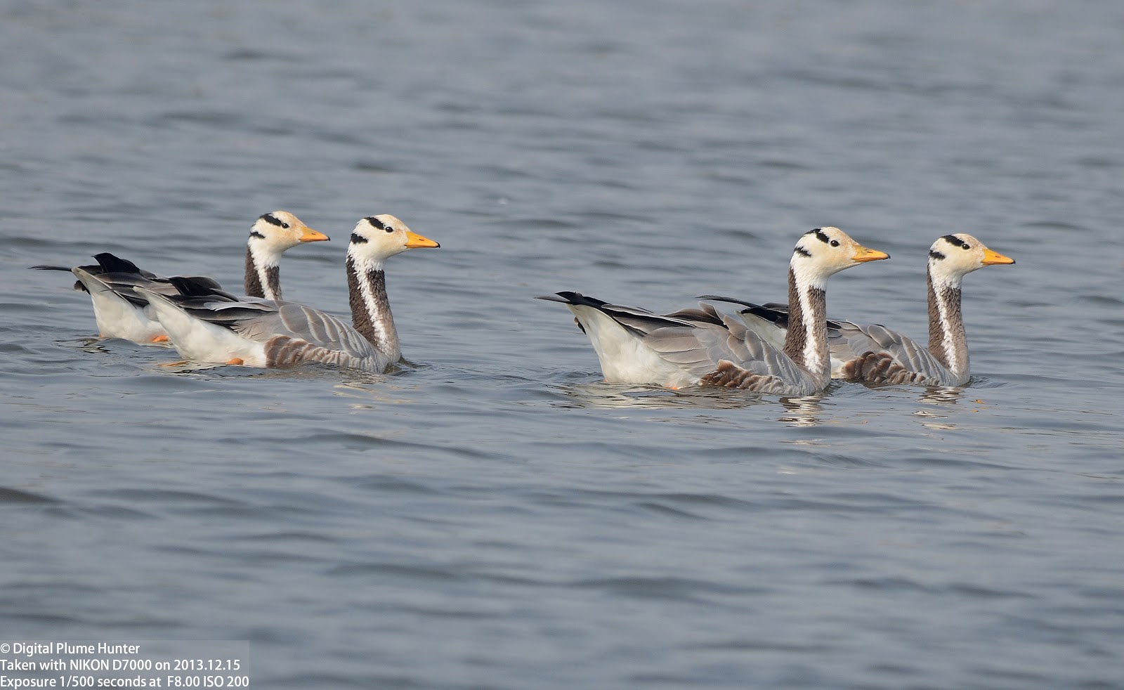 Hunting Digital Plumes in the US and Beyond: Birding the Extraordinary ...