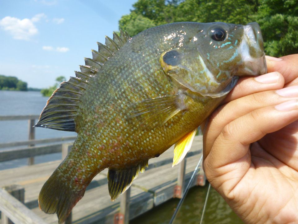 Extreme Philly Fishing: Multi-Species: 2 Years of Fishing in ...