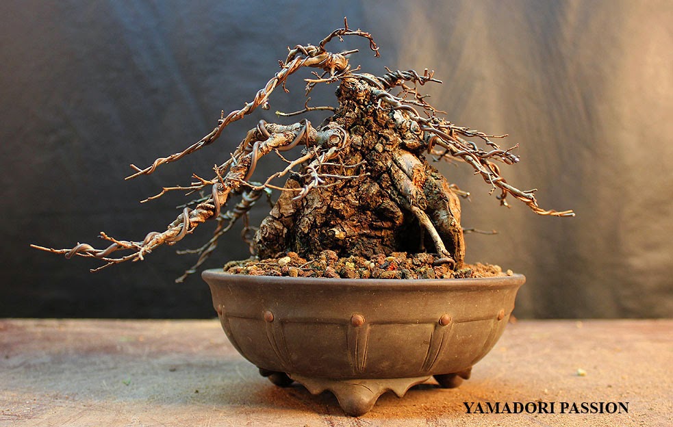 Yamadori Passion: El Olmito (II)