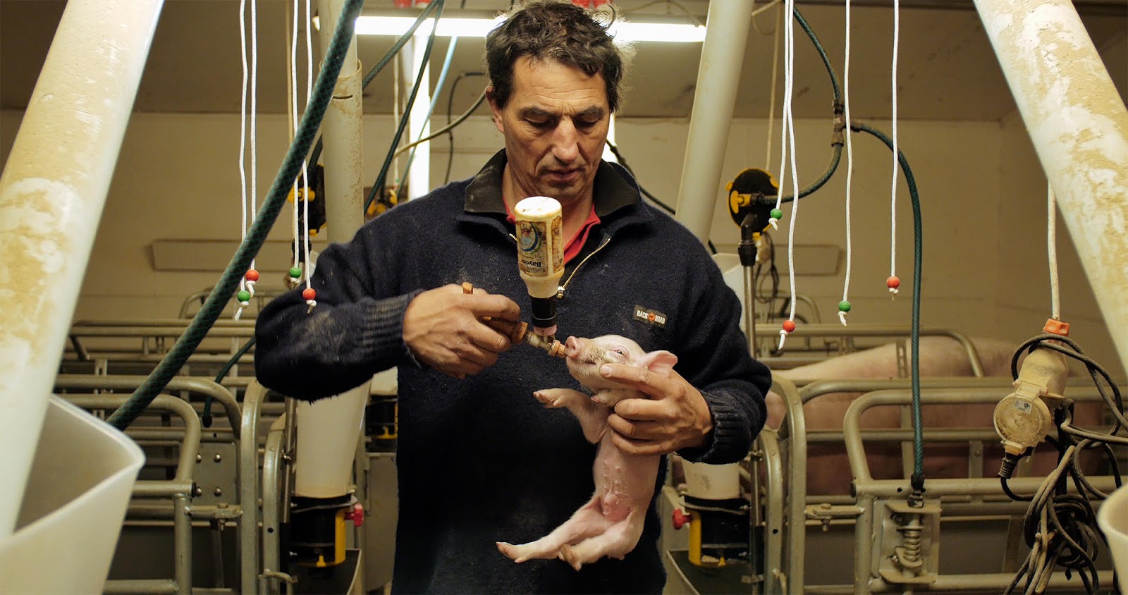 At Darren's World of Entertainment: Meat: Film Review