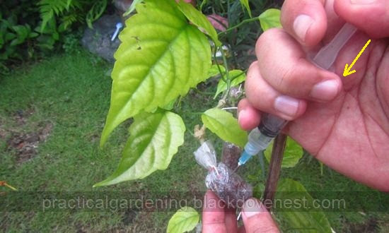 Practical Gardening: Easy Compound Marcotting or Air-Layering for Quick ...
