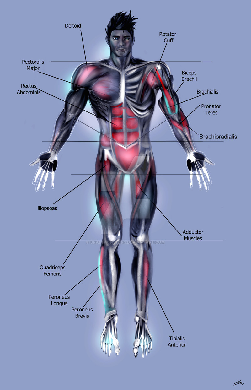 Brainstem Definition Anatomy Parts Function Kenhub