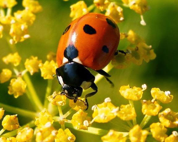 CLASA NOASTRĂ: Ruză buburuză