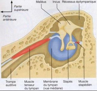 Muscle Tenseur Du Tympan; Marteau (muscle); Muscle du marteau