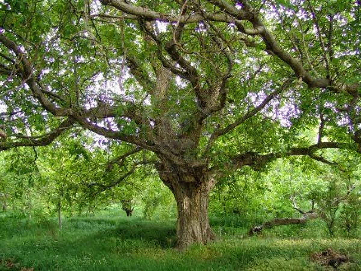 Nogal en Bosques Comestibles