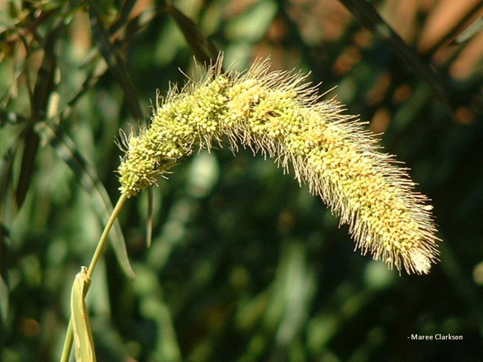 Hedgie's Nature Journal : Setaria verticillata